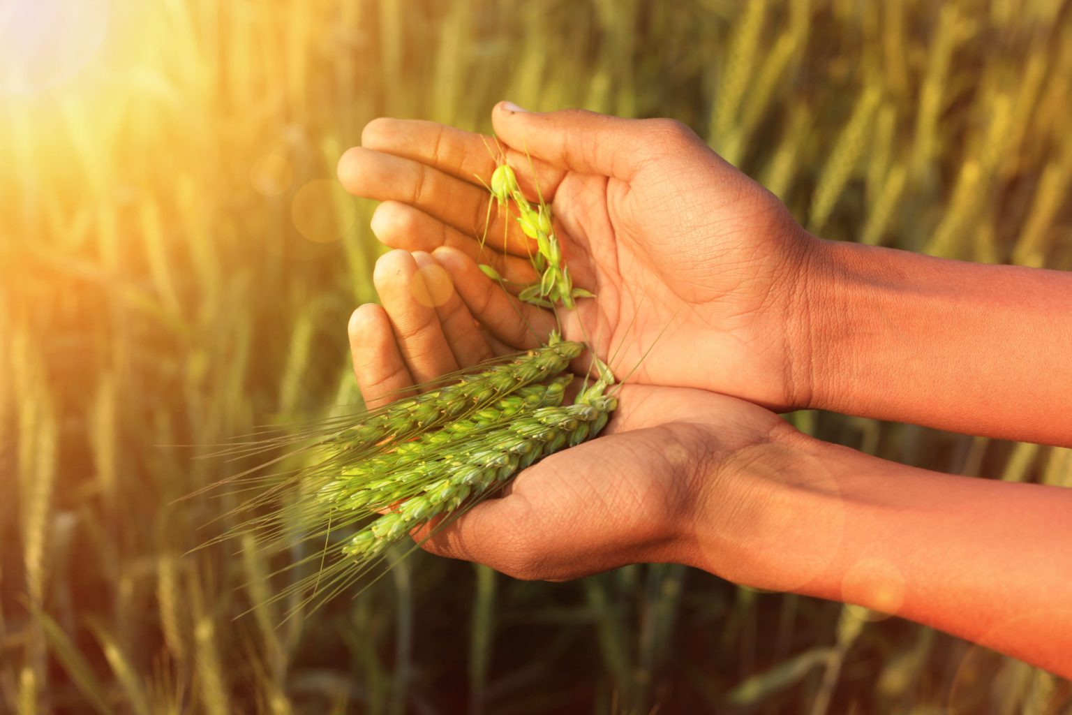 AG Workforce | Cultivating Careers in Agriculture