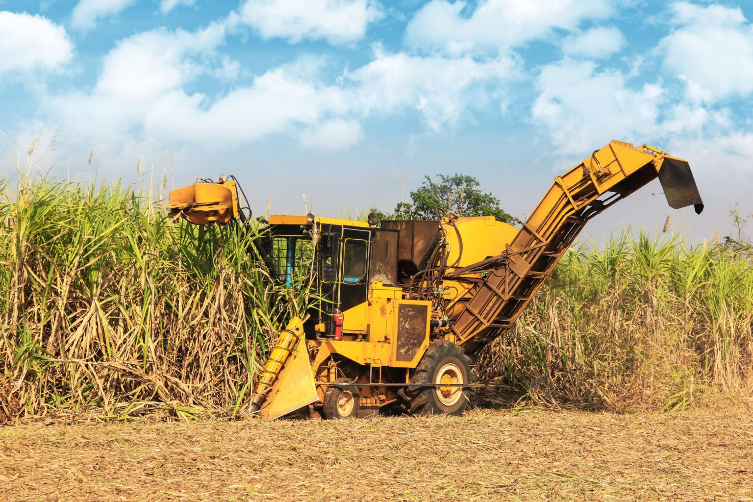 Sugarcane Farming | AG Workforce