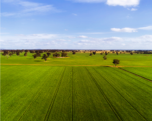 Farm Management Jobs | Drover Ag Agricultural Recruitment